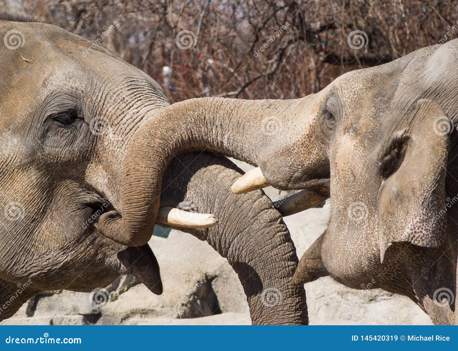 Asian Elephants Linking Trunks Stock Image - Image of elephant ...