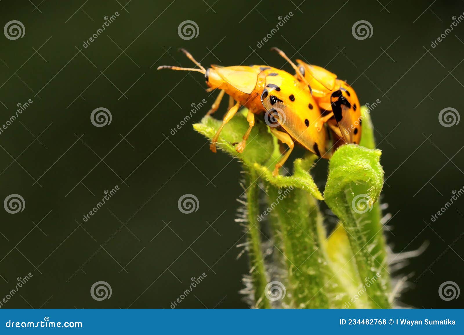 A Pair of Aspidomorpha Miliaris Beetles are Mating on a Bush. Stock ...