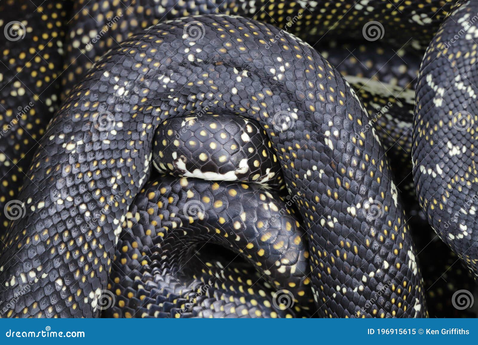 Diamond Pythons stock image. Image of nature, pythons - 196915615