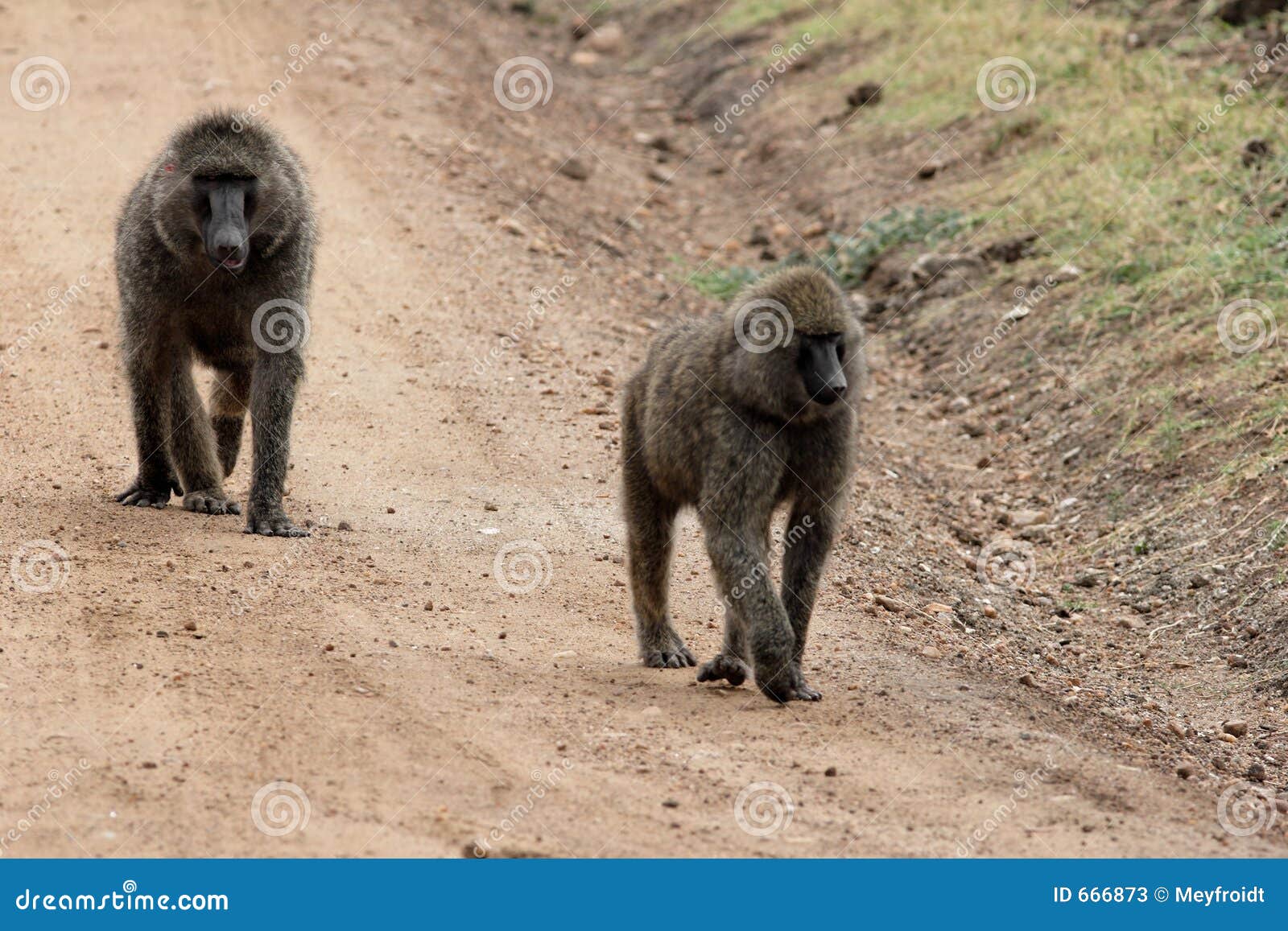 Pair of Baboons Out for a Walk Stock Image - Image of primate, animal ...