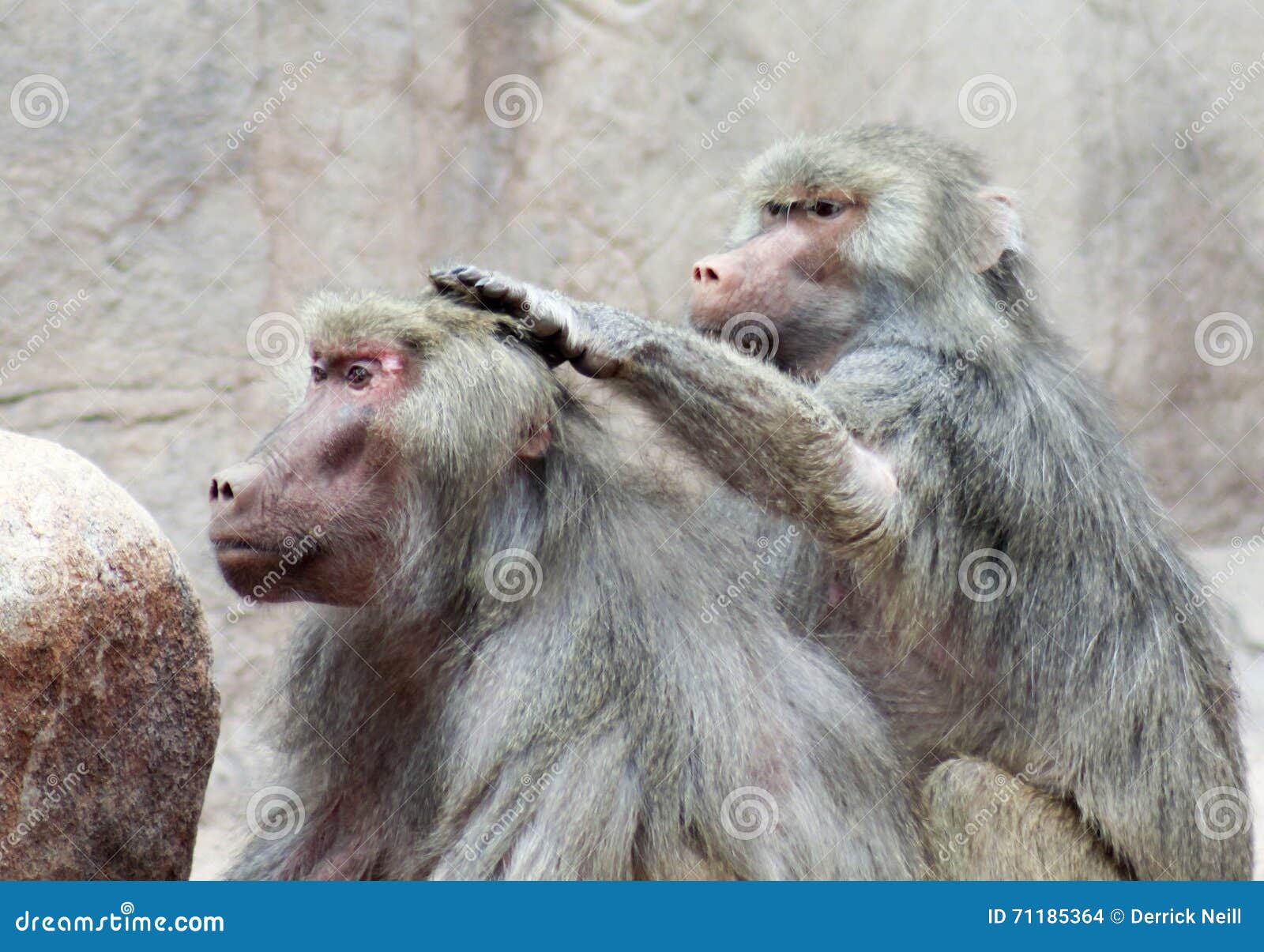 A Pair of Baboons Sit Grooming Each Other Stock Photo - Image of rock ...