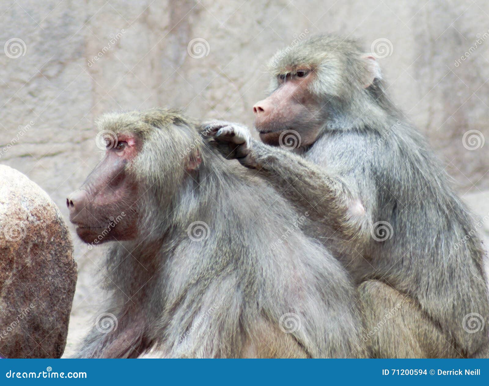 A Pair of Baboons Sit Grooming Each Other Stock Photo - Image of ...