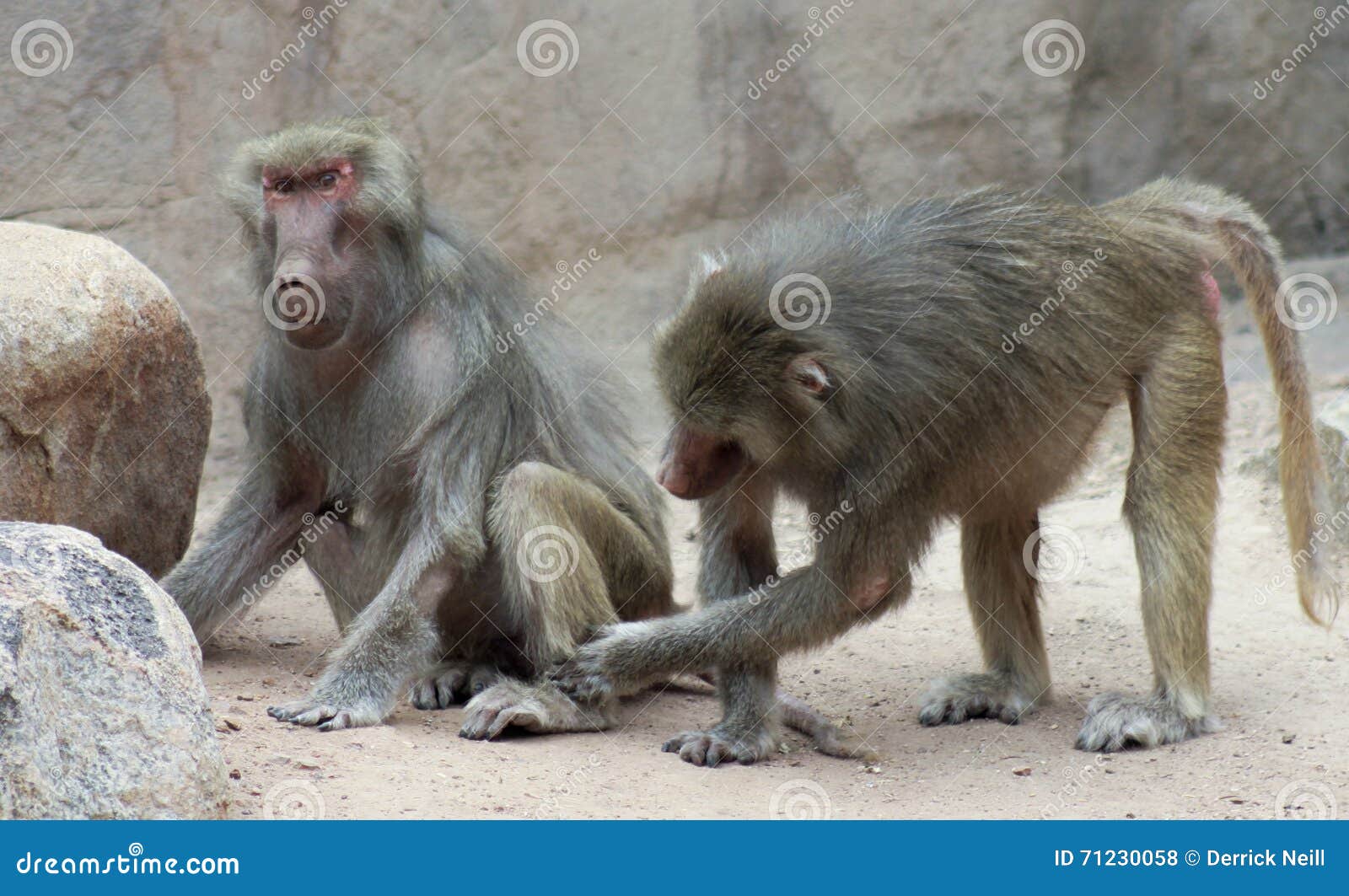 A Pair of Baboons Sit Grooming Each Other Stock Photo - Image of pair ...