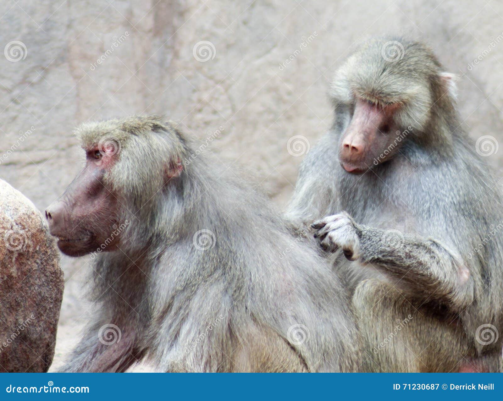 A Pair of Baboons Sit Grooming Each Other Stock Image - Image of life ...