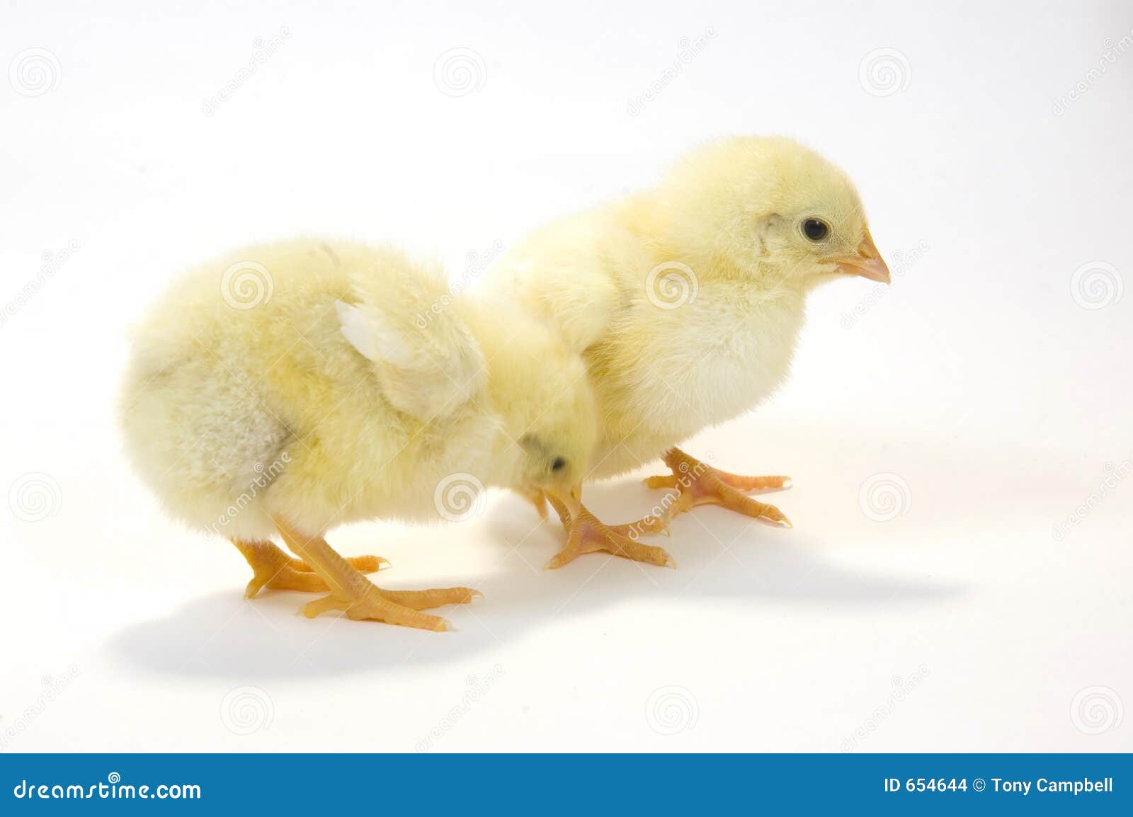 Poultry - Pair Of One Day Old Layer Chickens Royalty-Free Stock Image ...