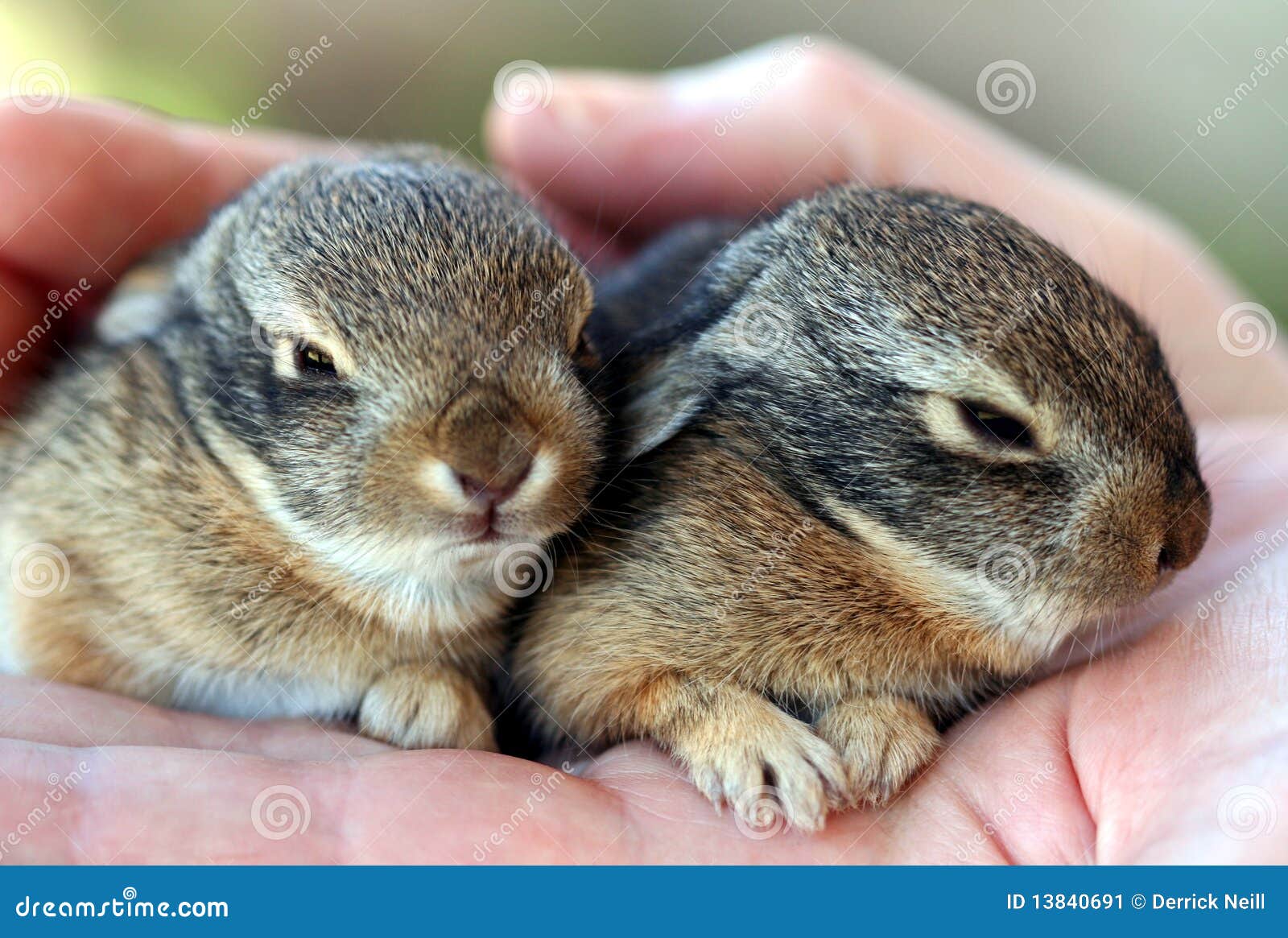 A Pair of Baby Cottontail Rabbits Rest in a Hand Stock Image - Image of ...