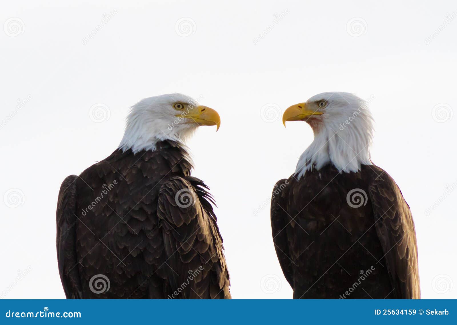 A Pair of Bald Eagles Facing Each Other Stock Image - Image of majestic ...
