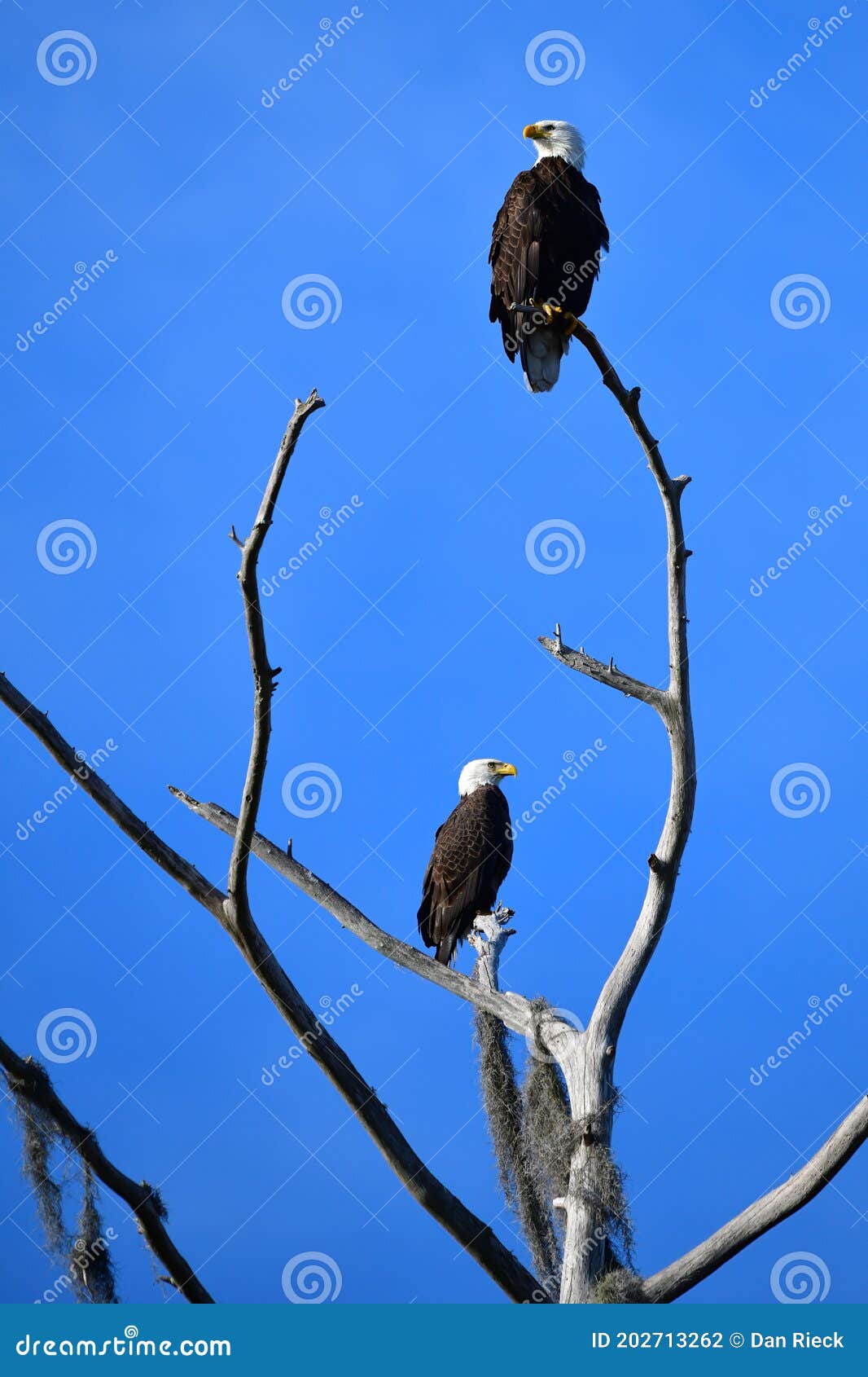 Pair Of Bald Eagles In Tree: A Pair Of Bald Eagles Perched In A Bare ...