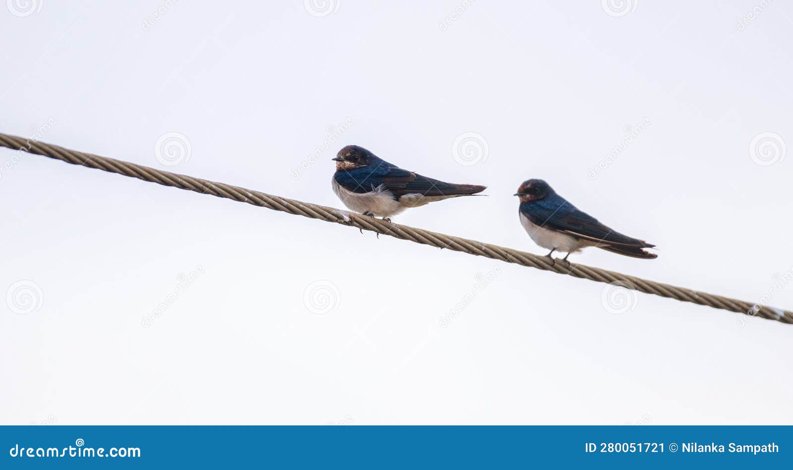 Pair of Barn Swallow Birds Resting on a Wire Stock Image - Image of ...