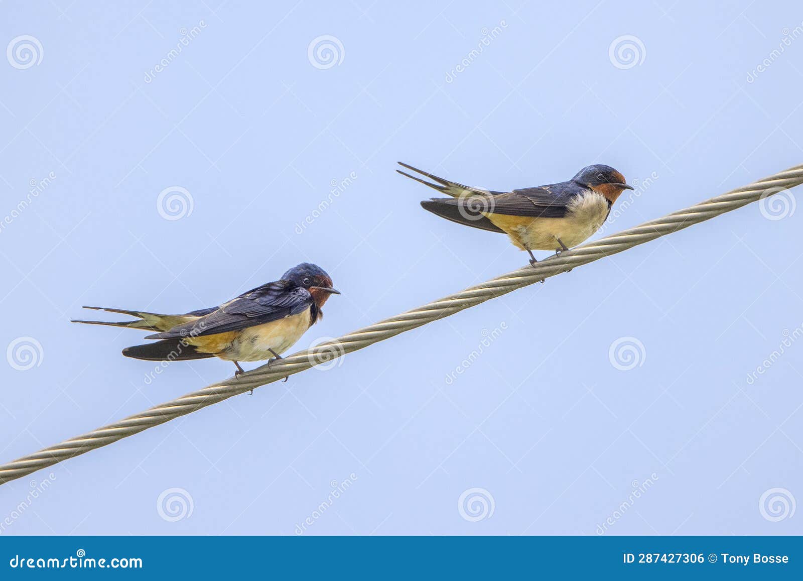 Barn Swallows on a Wire stock photo. Image of nature - 287427306