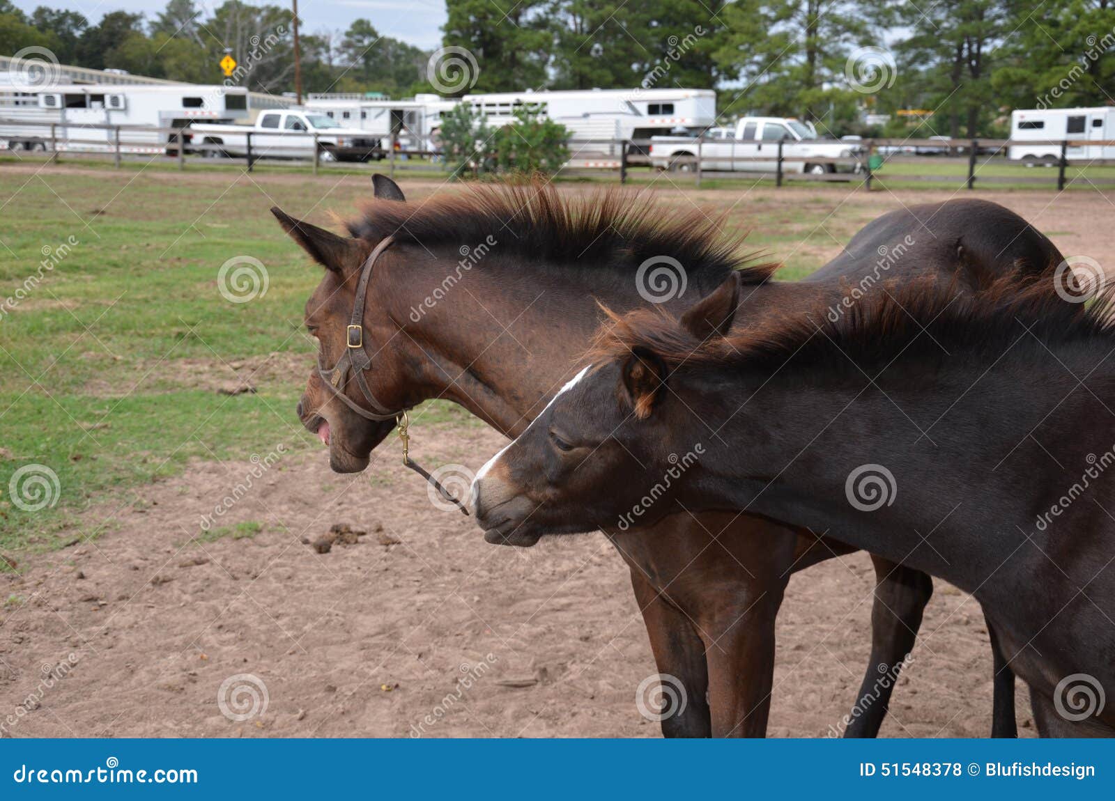 Pair of bay colts stock photo. Image of blaze, color - 51548378