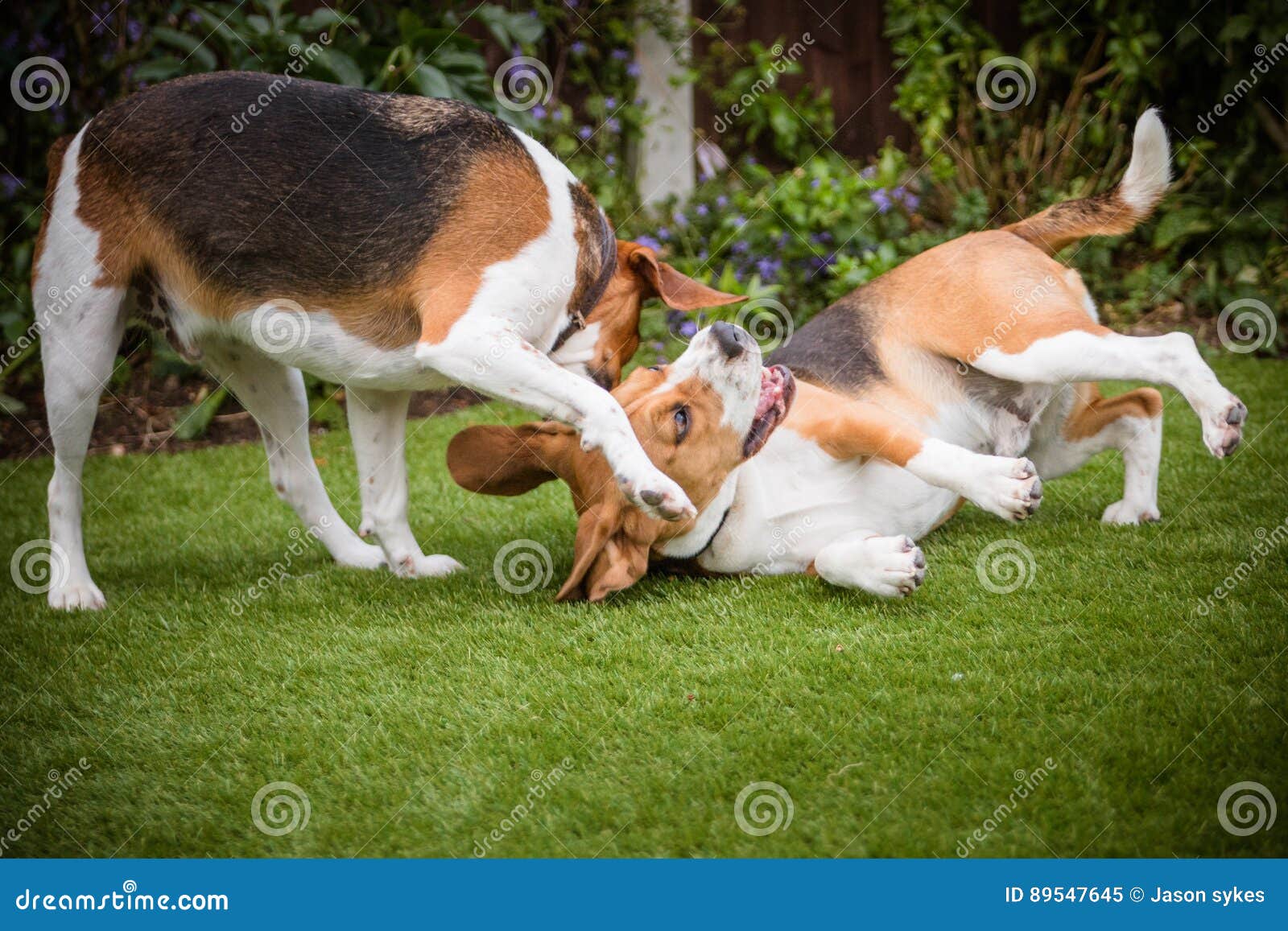 Beagles Fight Stock Photos - Free & Royalty-Free Stock Photos from ...