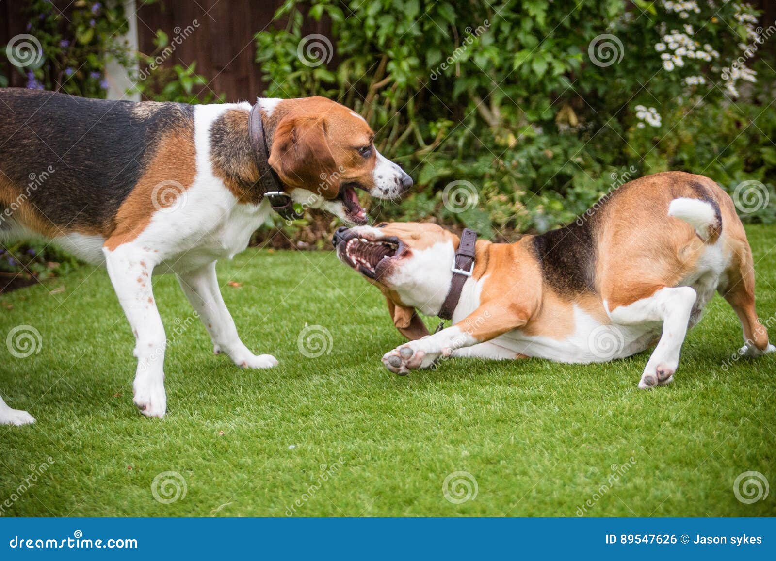Pair of Dogs Fighting stock photo. Image of action, inside - 89547626