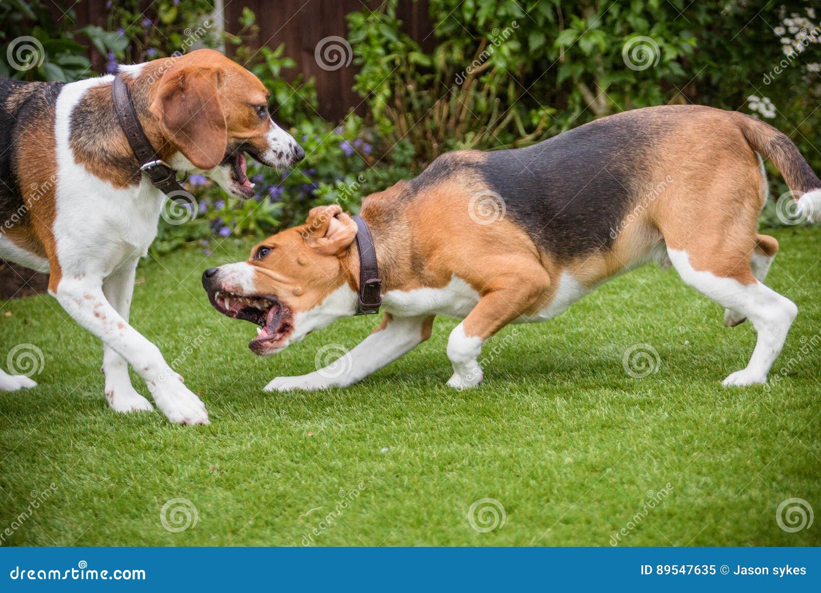 Pair of dogs fighting stock image. Image of animal, landscape - 89547635