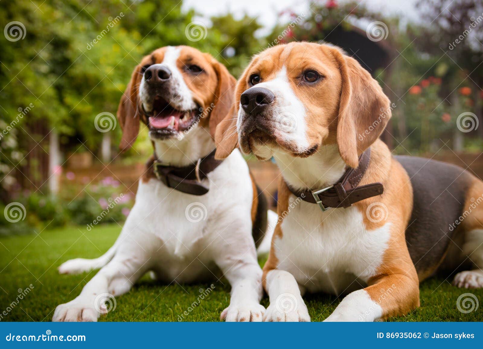 Are Beagles Better In Pairs