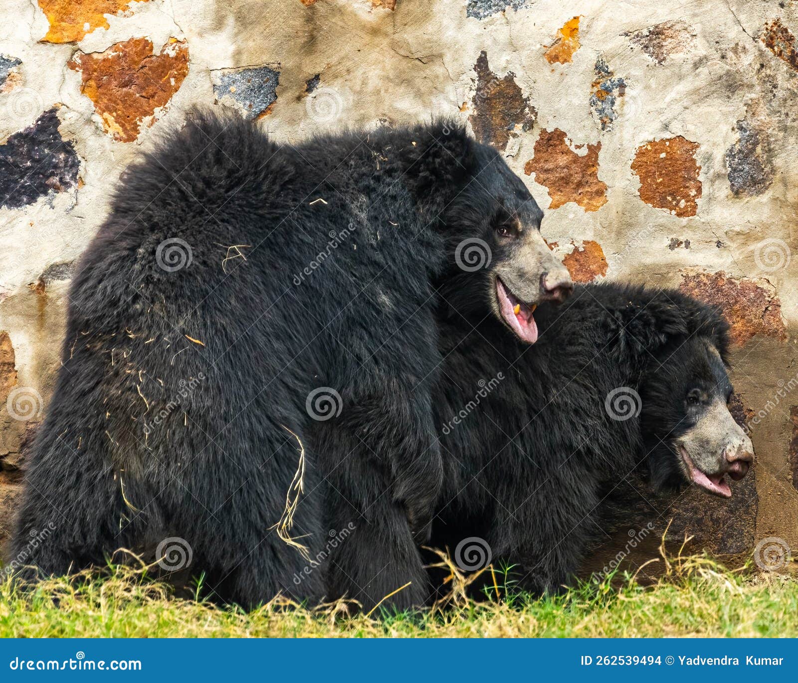 A pair of bear in mating stock photo. Image of wilderness - 262539494