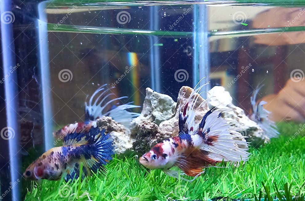 A Pair of Beautiful Betta Fish Ready To Mate Stock Photo - Image of ...