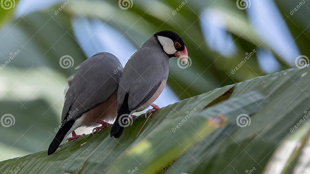 A Pair of Beautiful Bird Java Sparrow (Lonchura Oryzivora Stock Photo ...