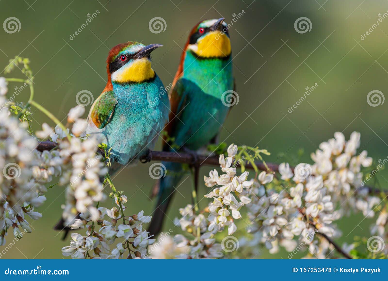 Pair of Beautiful Colored Birds on a Flowering Tree Stock Photo - Image ...