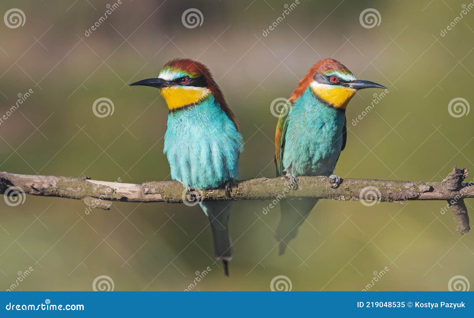 Pair of Beautiful Colored Birds Stock Image - Image of plumage, color ...