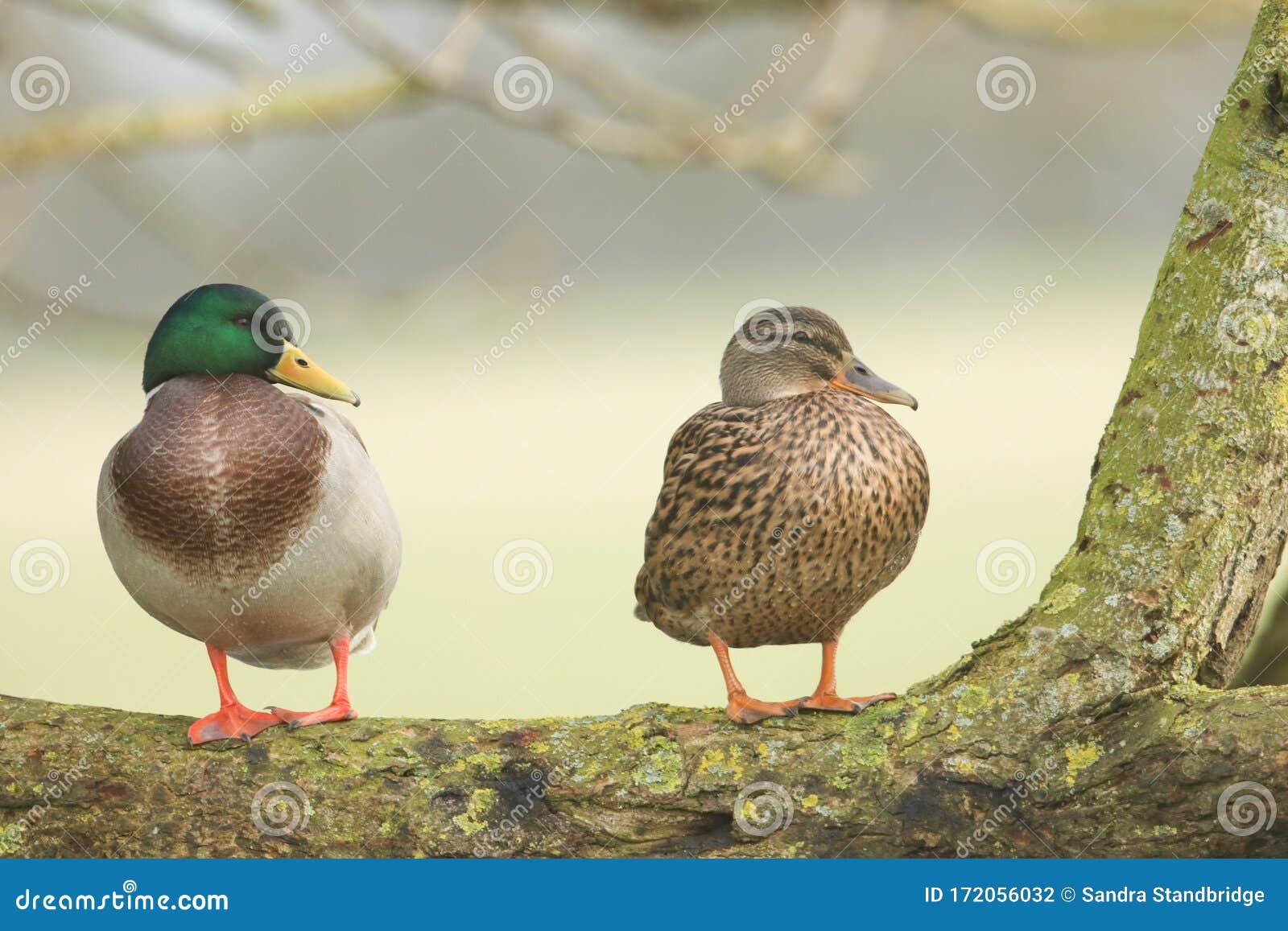 A Pair of Beautiful Mallard Ducks, Anas Platyrhynchos, Standing Side by ...
