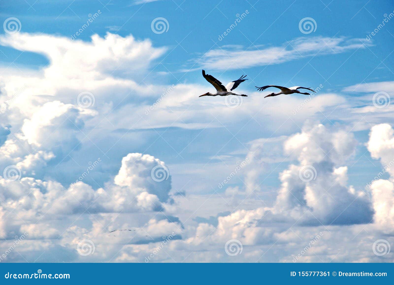 A Pair of Beautiful Pelicans Flying with Clear Sky and Clouds Stock ...