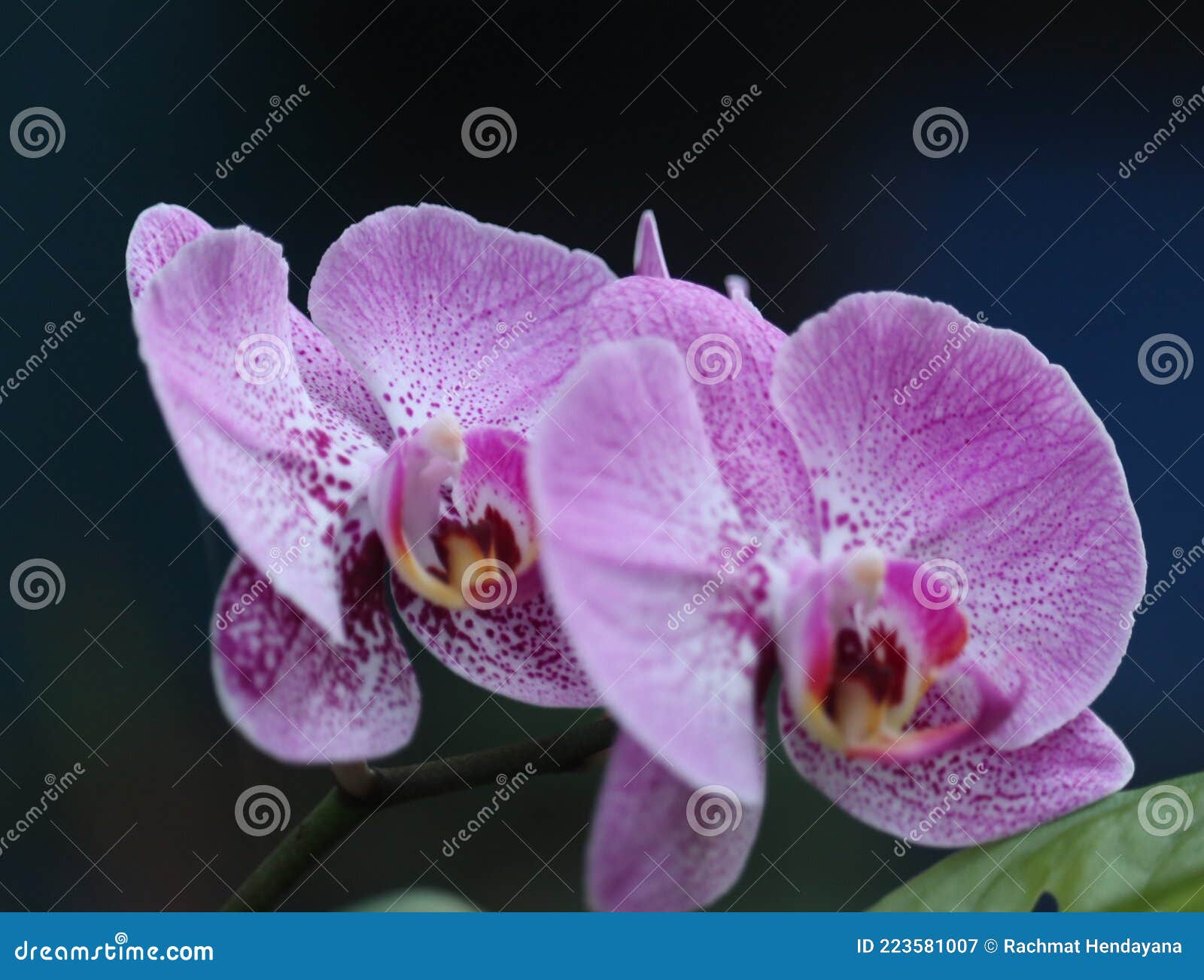 A Pair of Beautiful Purple Orchids Stock Image - Image of organ, orchid ...