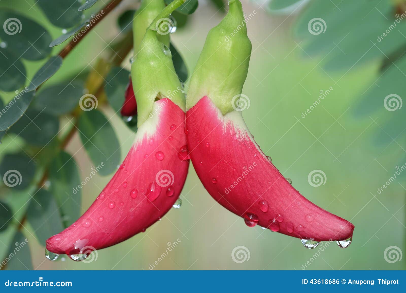 A Pair of Beautiful Red Agasta after Raining Stock Photo - Image of ...