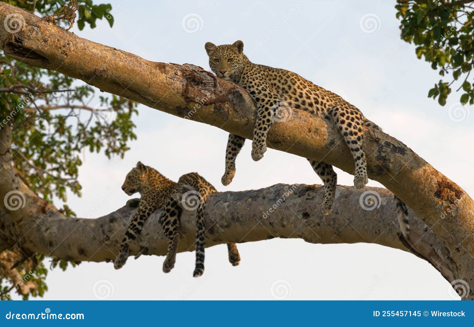 Pair of Beautiful Spotted Leopards Hanging in a Tree in the African ...