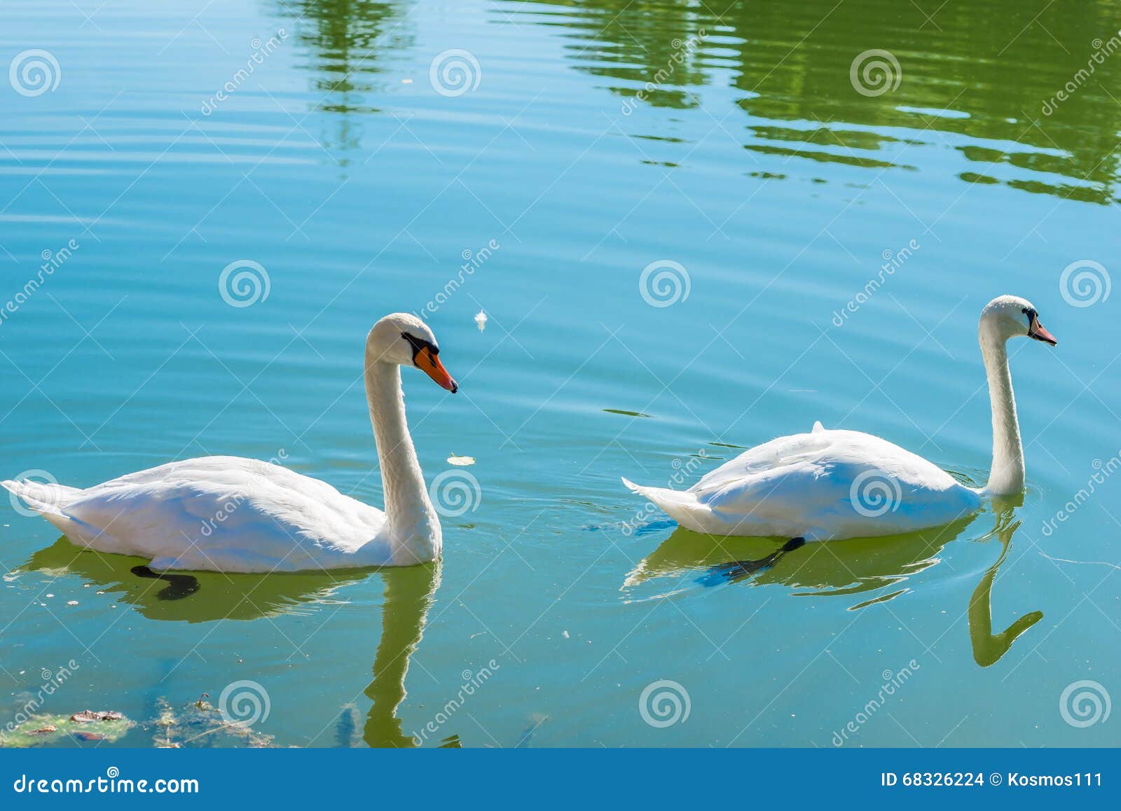 Pair of Beautiful White Swans on a Pond Stock Photo - Image of animals ...