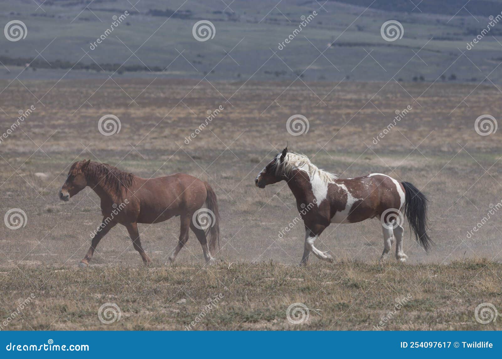 Pair of Wild Horses in the Utah Desert in Spring Stock Image - Image of ...