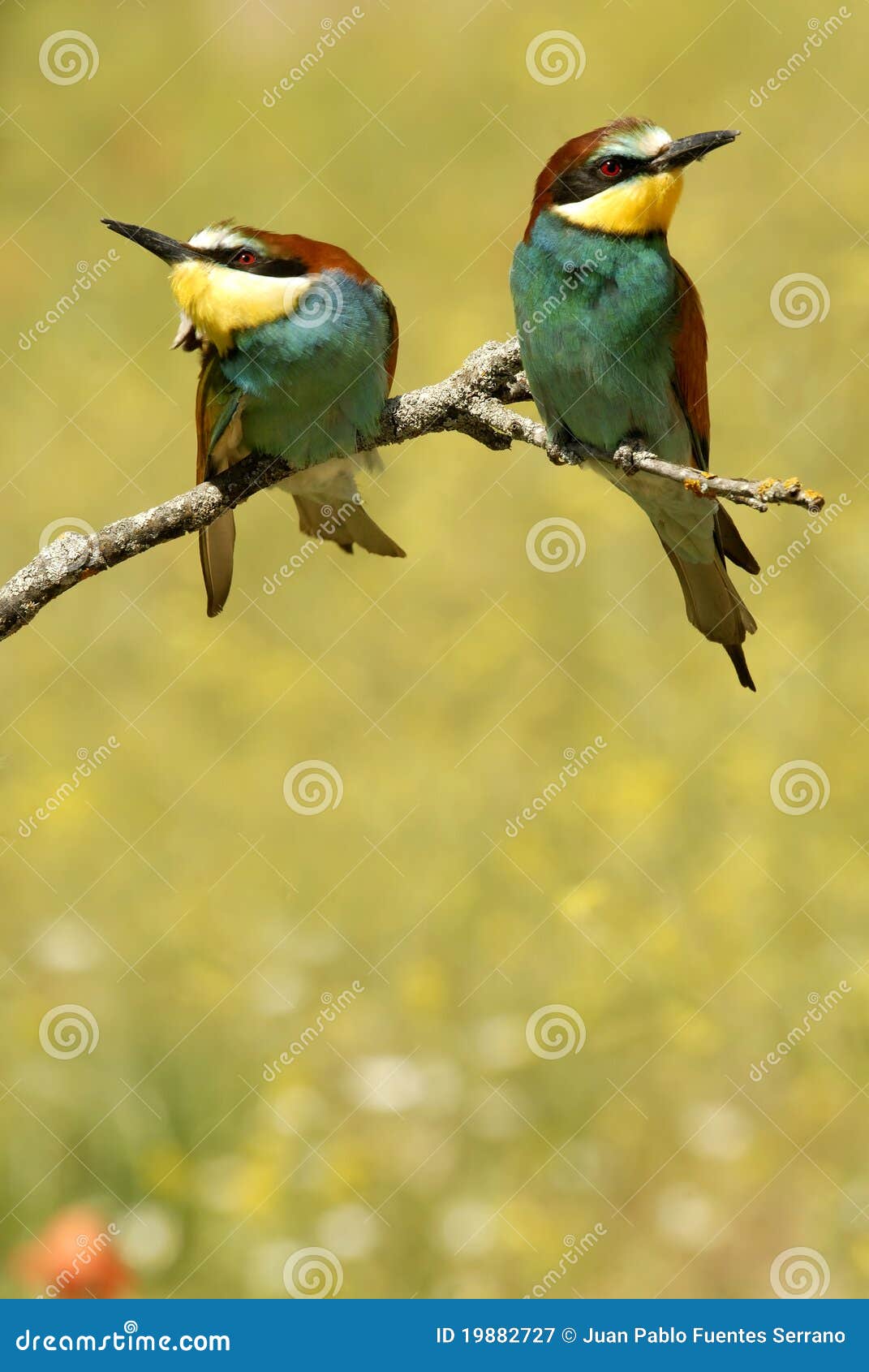 Pair of bee-eaters stock image. Image of landscape, biology - 19882727