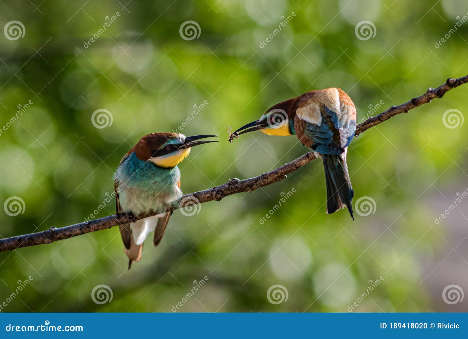 Pair of Bee-eaters on Branch Stock Photo - Image of beeeaters, branch ...