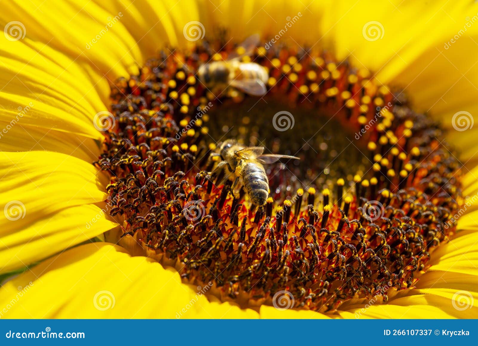 Bees on sun flower stock image. Image of field, eusocial - 266107337