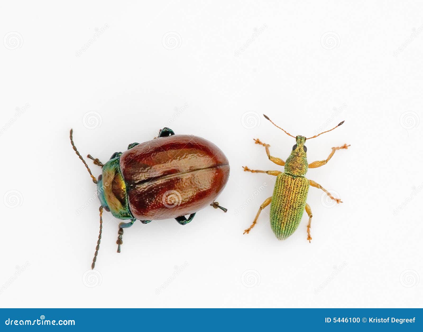 Pair of beetles stock photo. Image of metallic, closeup - 5446100