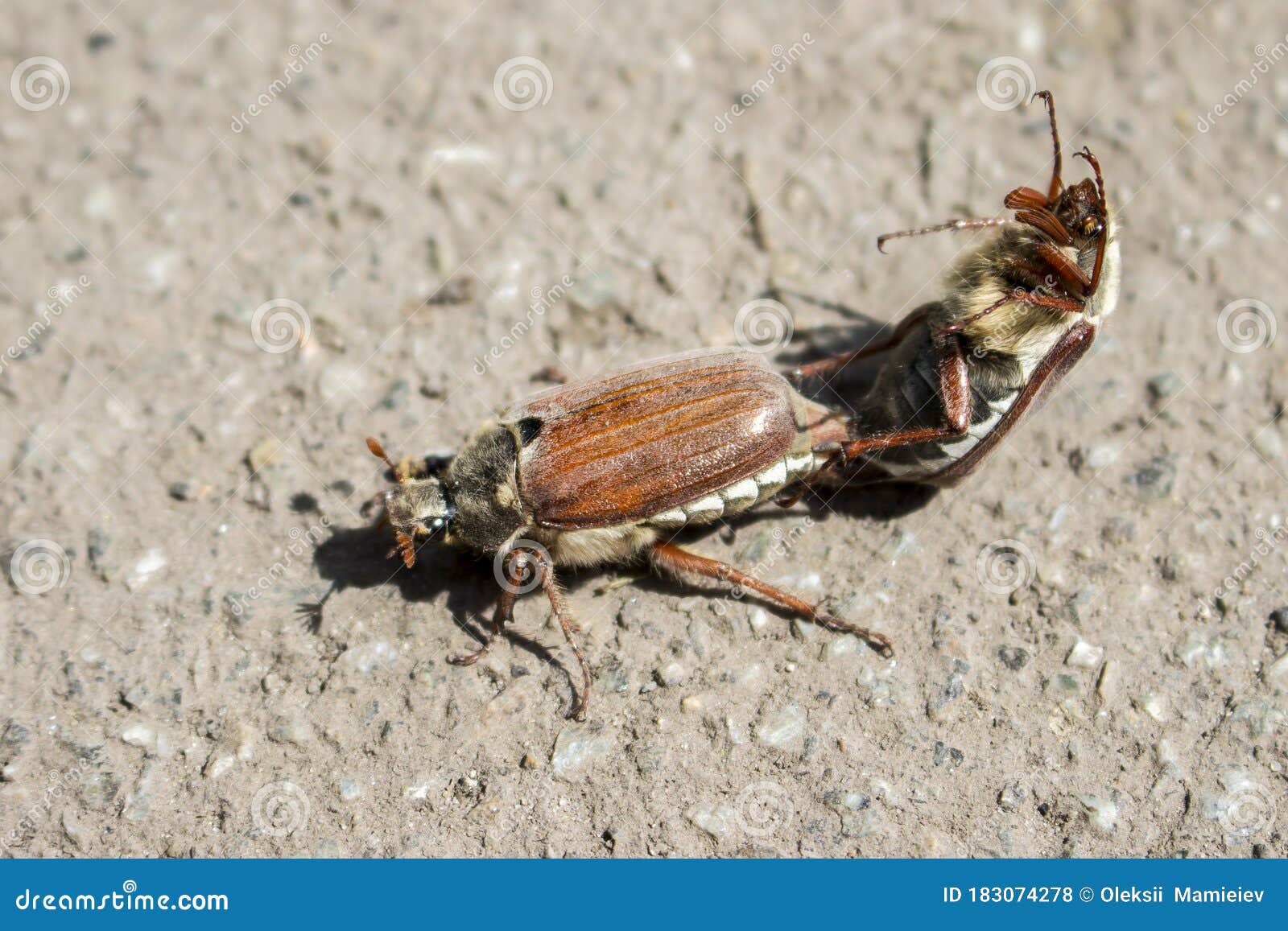 Pair of Beetles in the Spring Stock Photo - Image of larva, april ...