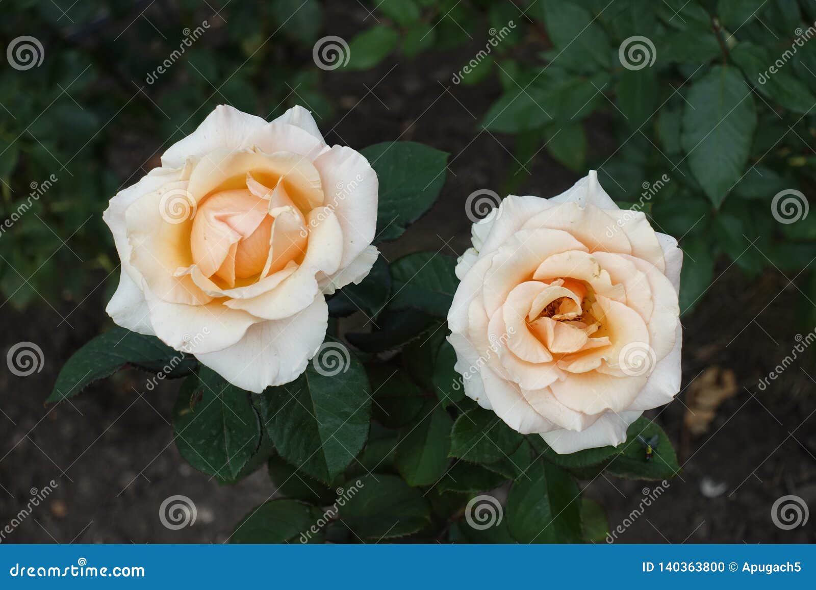 Pair of beige rose flowers stock photo. Image of nature - 140363800