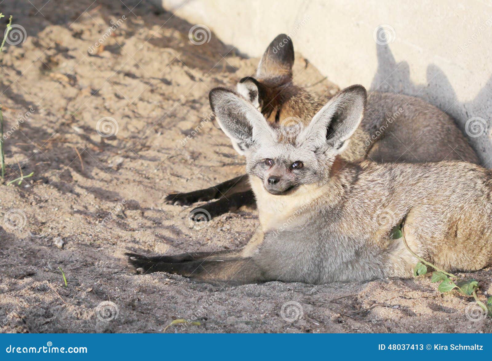 Bat Eared Foxes Royalty-Free Stock Photo | CartoonDealer.com #62954007