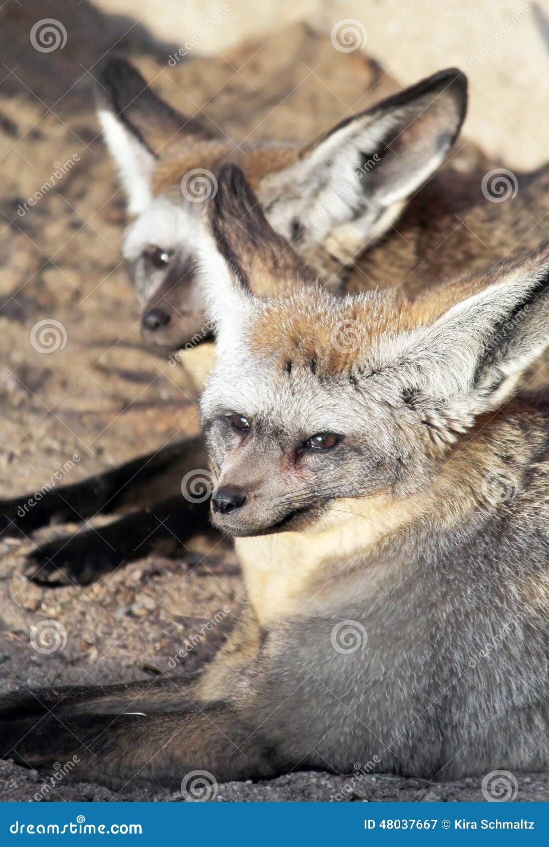 Bat-eared Foxes Stock Photography | CartoonDealer.com #225046082