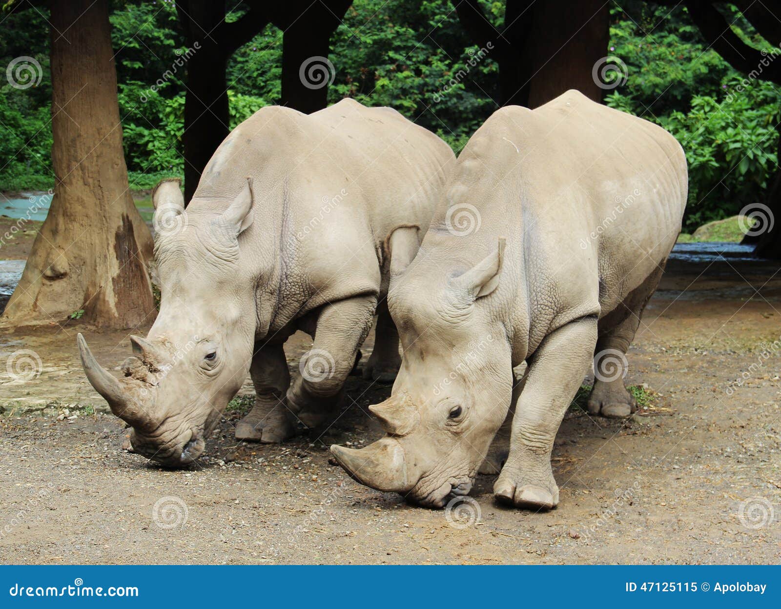 Pair of big rhinoceros stock image. Image of endangered - 47125115
