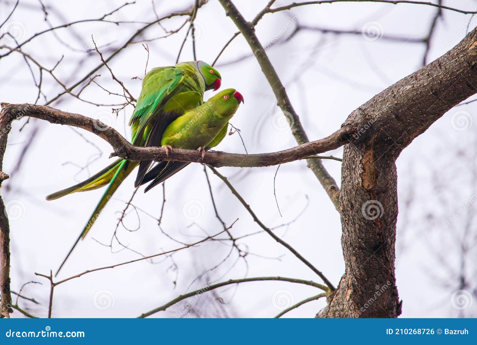 Parakeet Mating