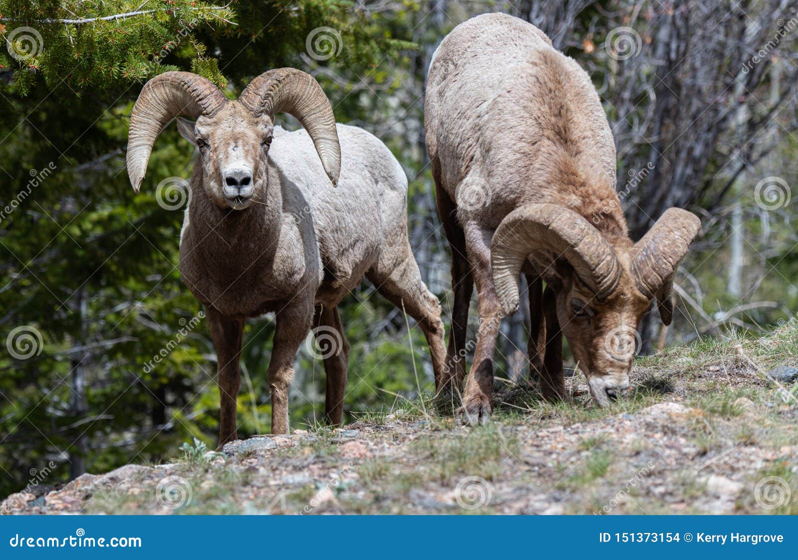 Large Bighorn Sheep Rams in the Mountains Stock Photo - Image of ...