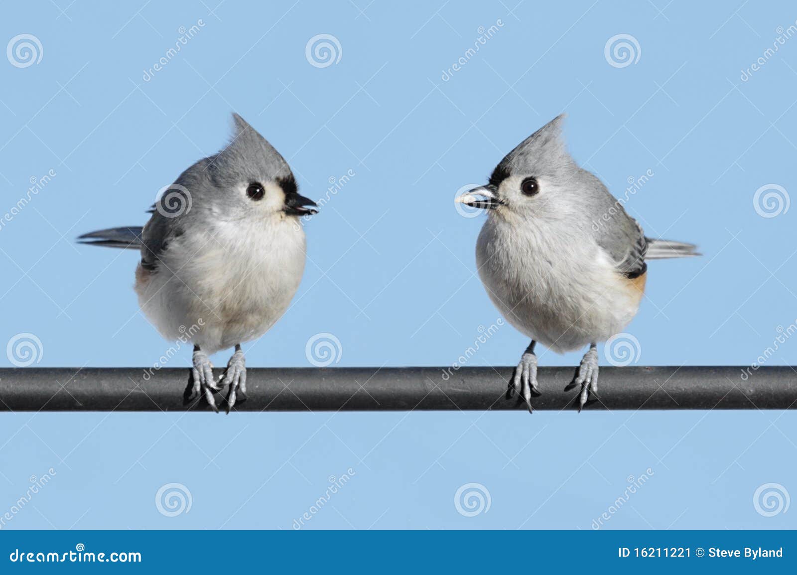 Pair of Birds stock image. Image of titmouse, fauna, baeolophus - 16211221