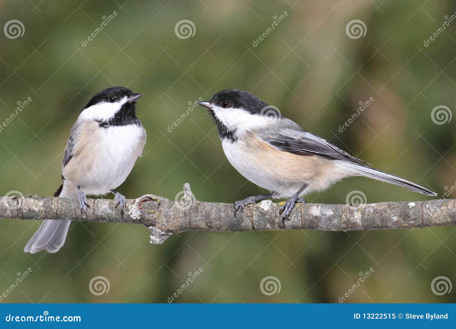 Pair of Birds on a Branch stock image. Image of bird - 13222515
