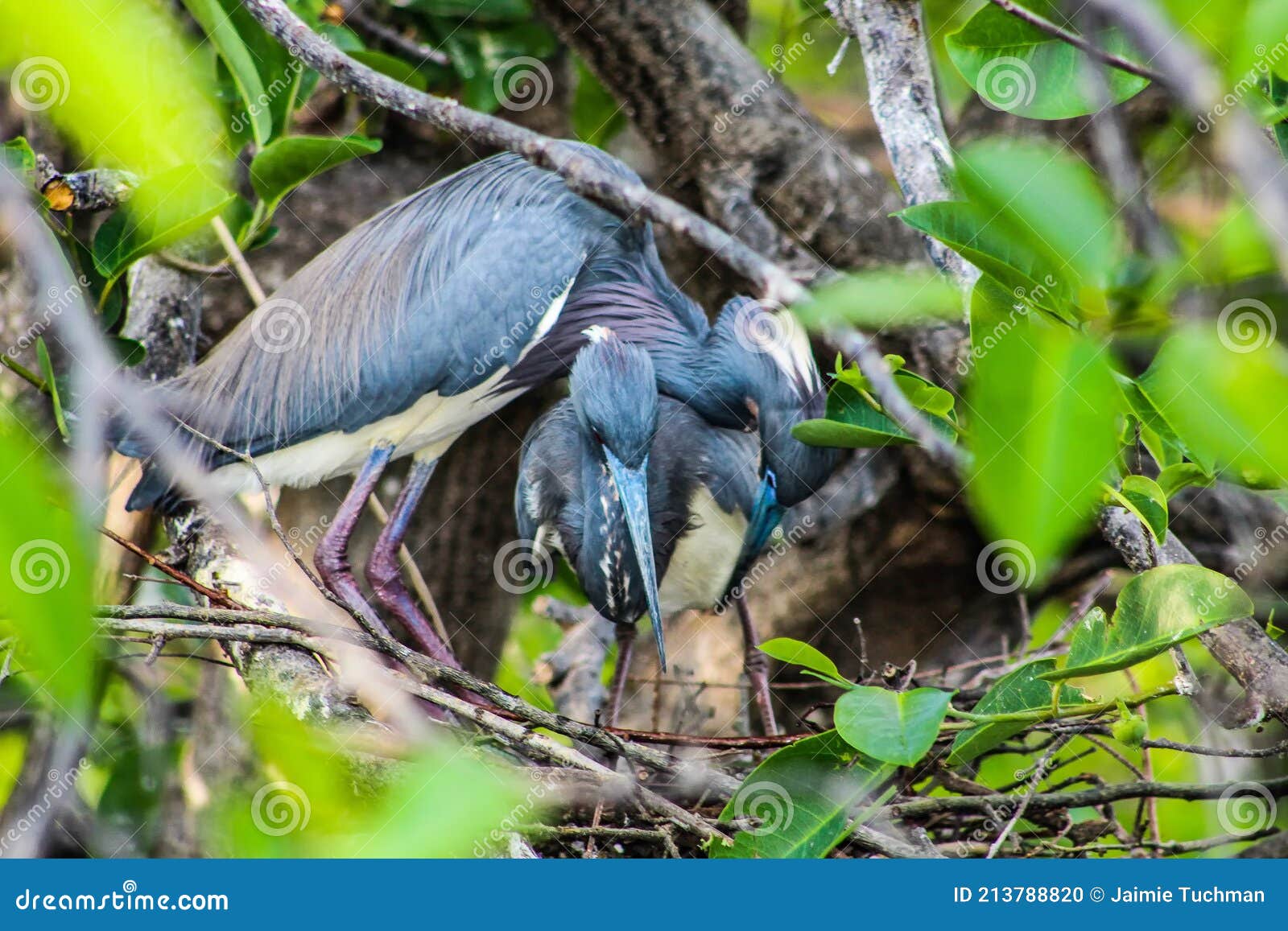 Pair of Birds Cuddling in a Nest Stock Photo - Image of beak, habitat ...