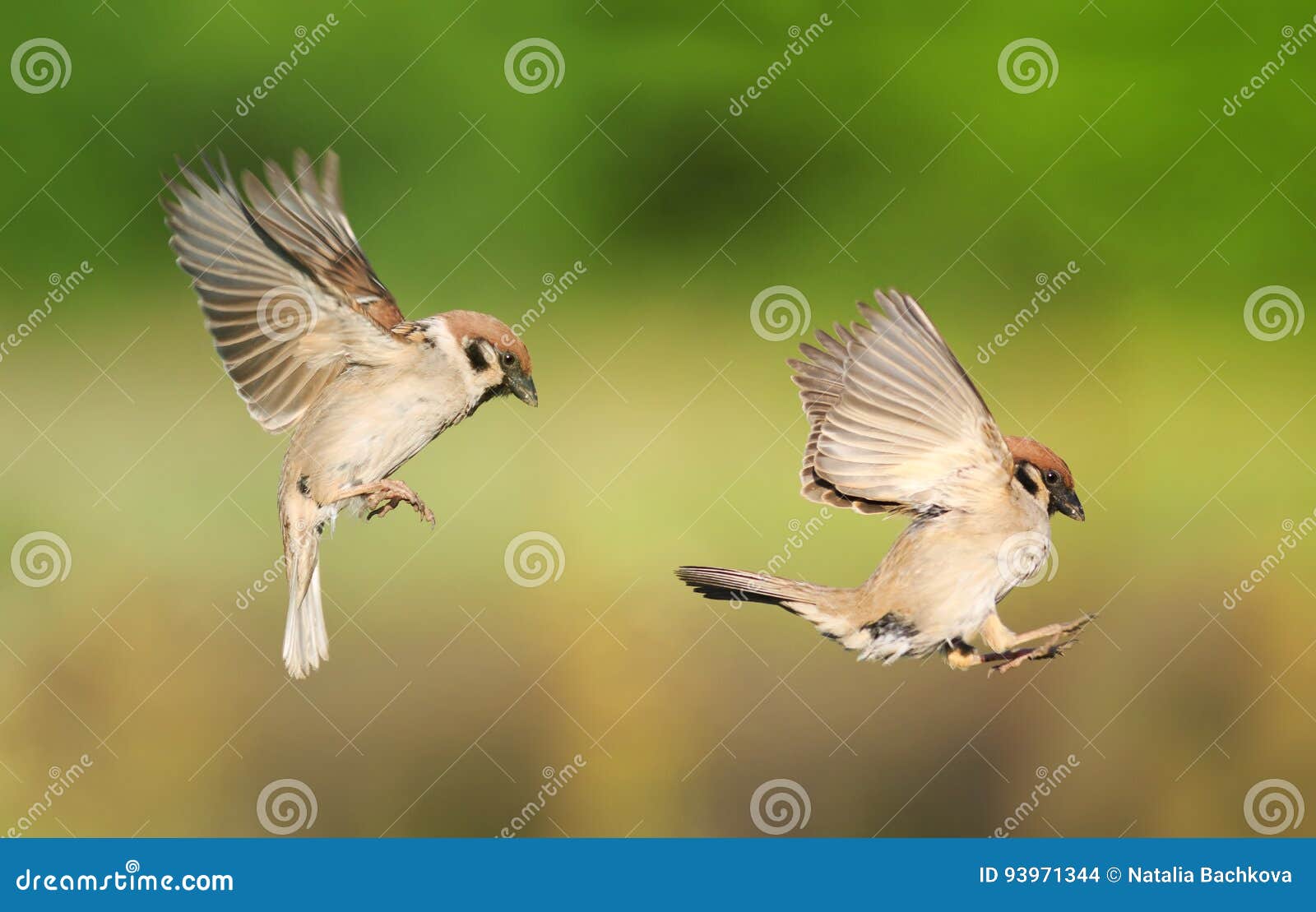 A Pair of Birds Flying One after Another To Spread Its Wings in Stock ...
