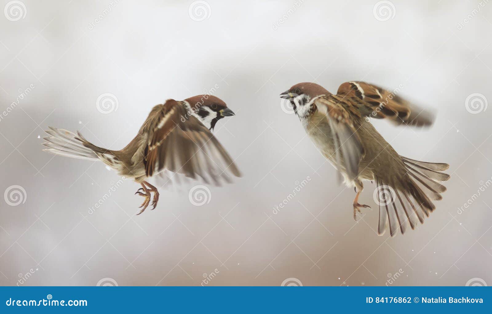 Pair of Birds Flying and Waving Wings Evil Arguing Stock Photo - Image ...