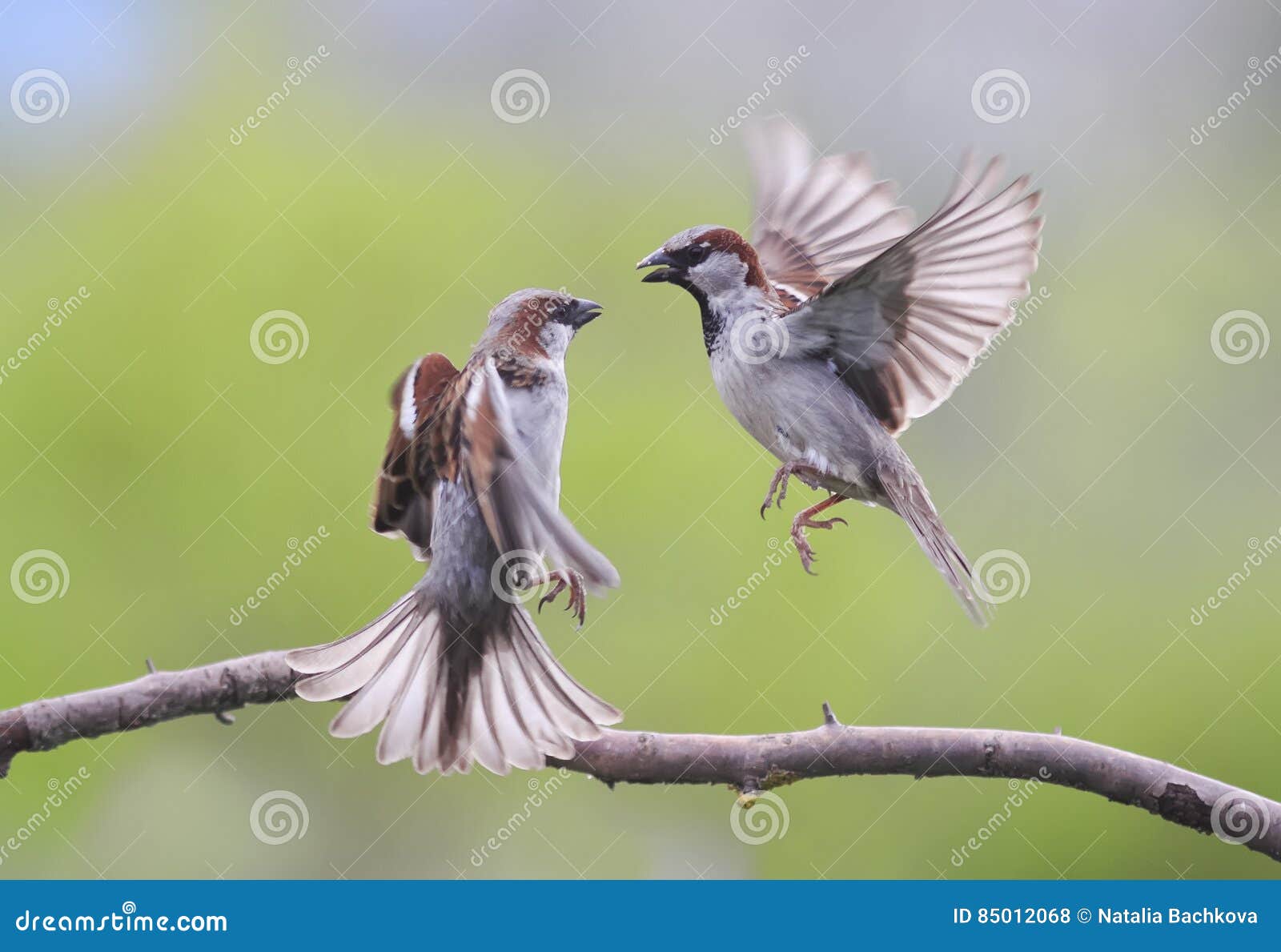 Pair of Birds Flying and Waving Wings Evil Arguing Stock Photo - Image ...