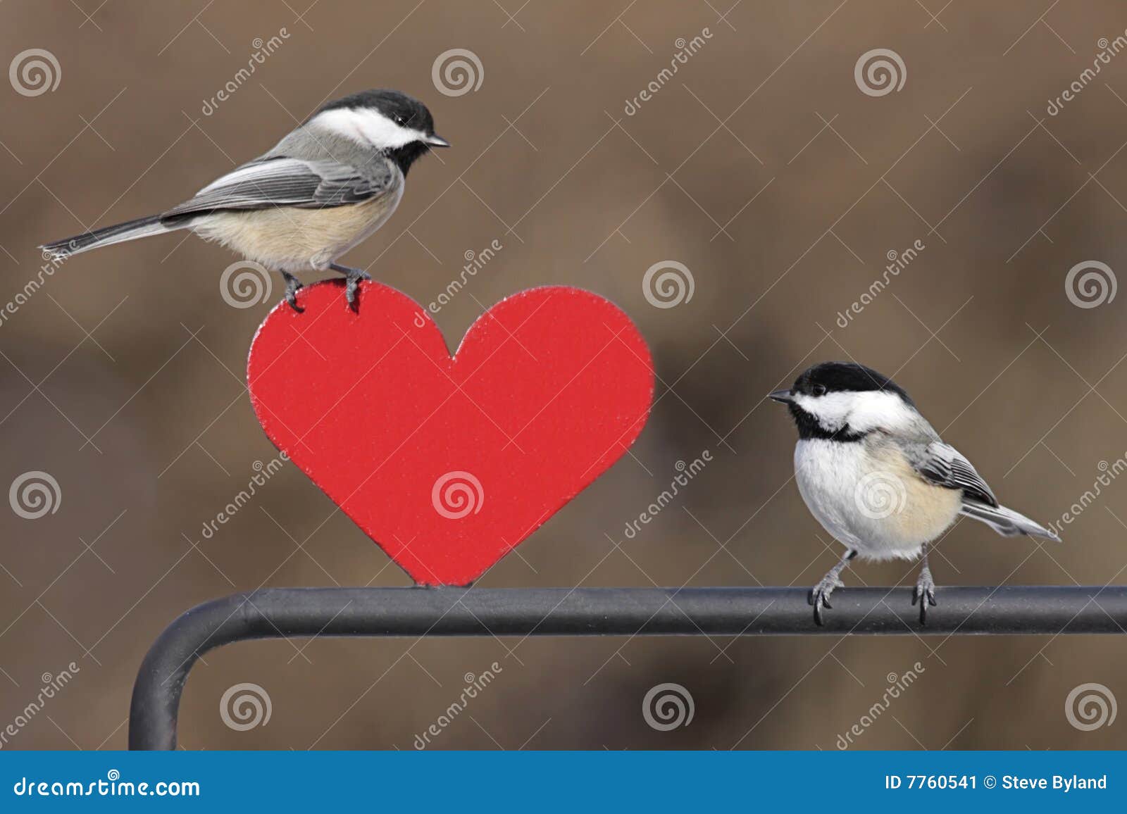 Pair of Birds with Heart stock image. Image of black, songbird - 7760541