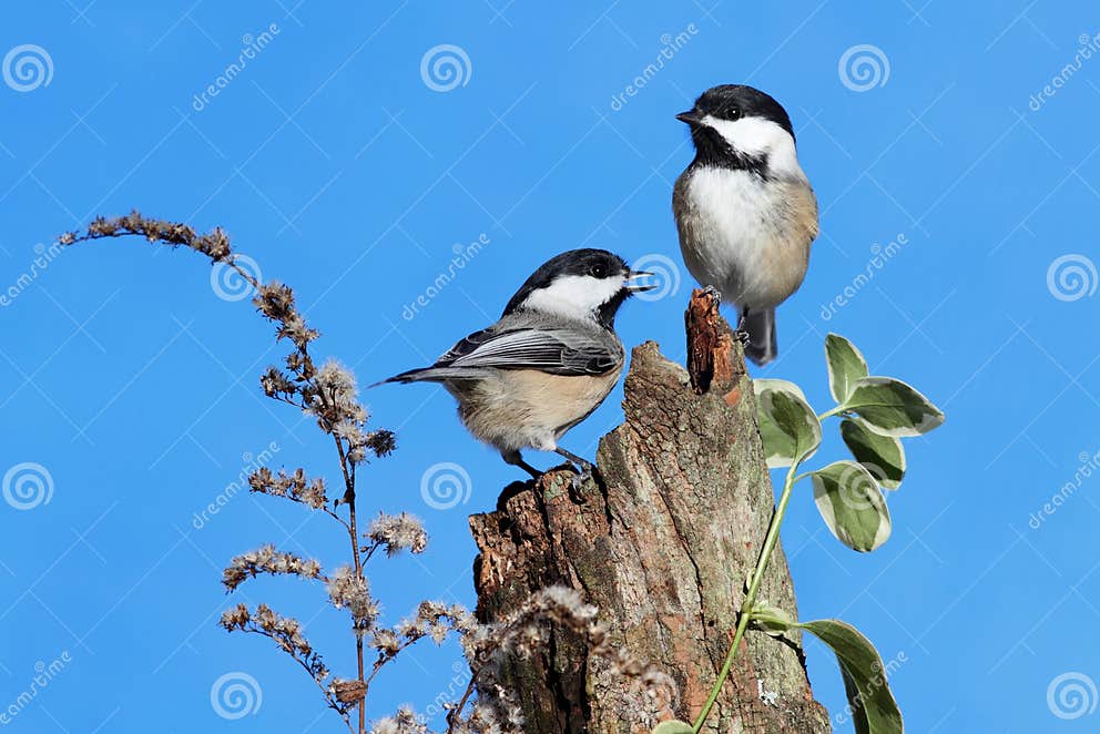 Pair of Birds on a Log stock photo. Image of wildlife - 12208212
